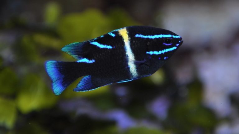 Blue Velvet Damsel - Frag Box Corals