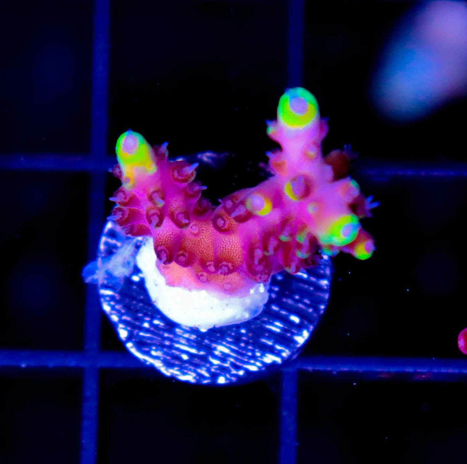 JF Fox Flame Acropora Frag (A12:B) - Frag Box Corals