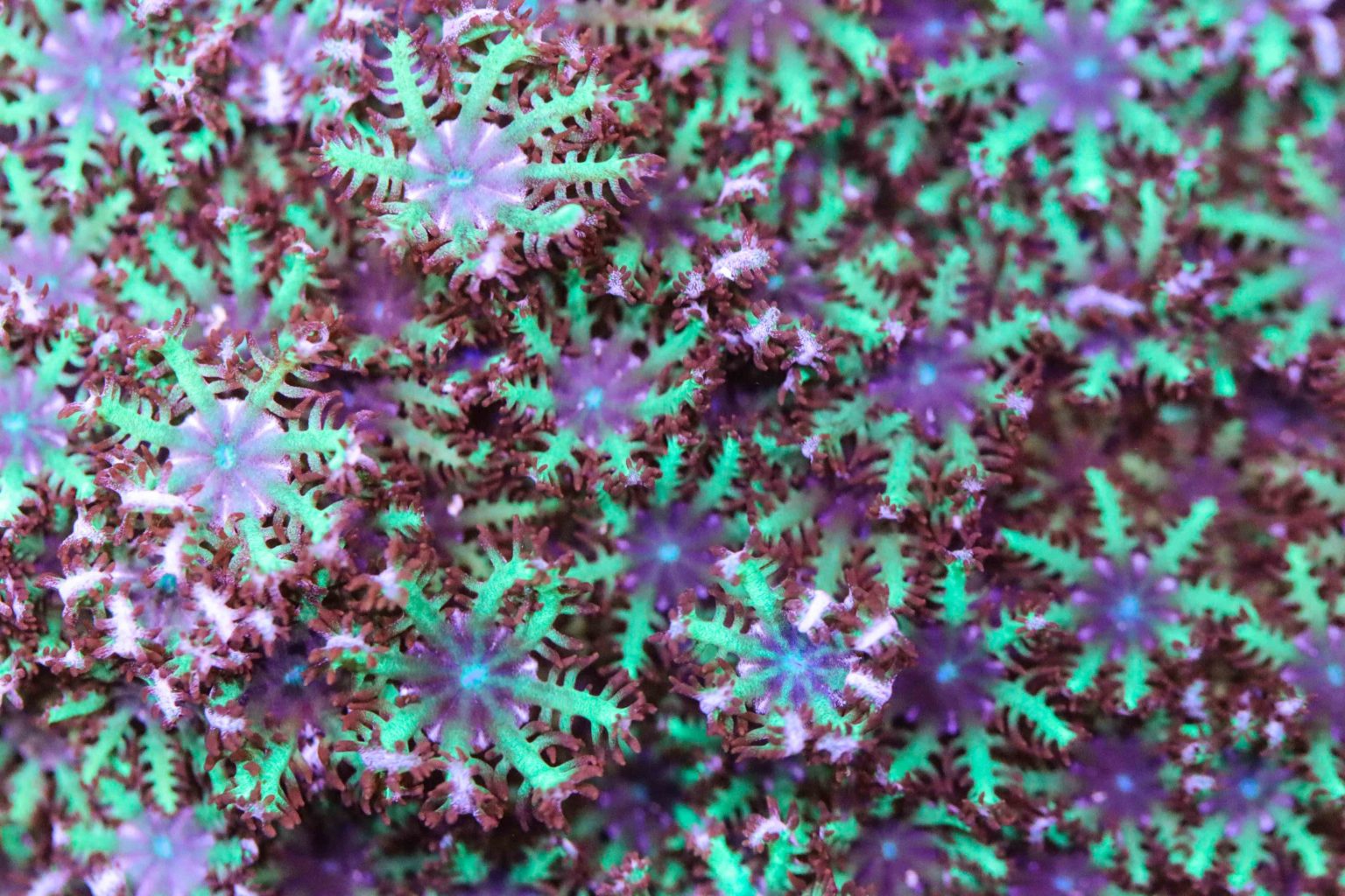 Blue & Green Sympodium Coral - Frag Box Corals