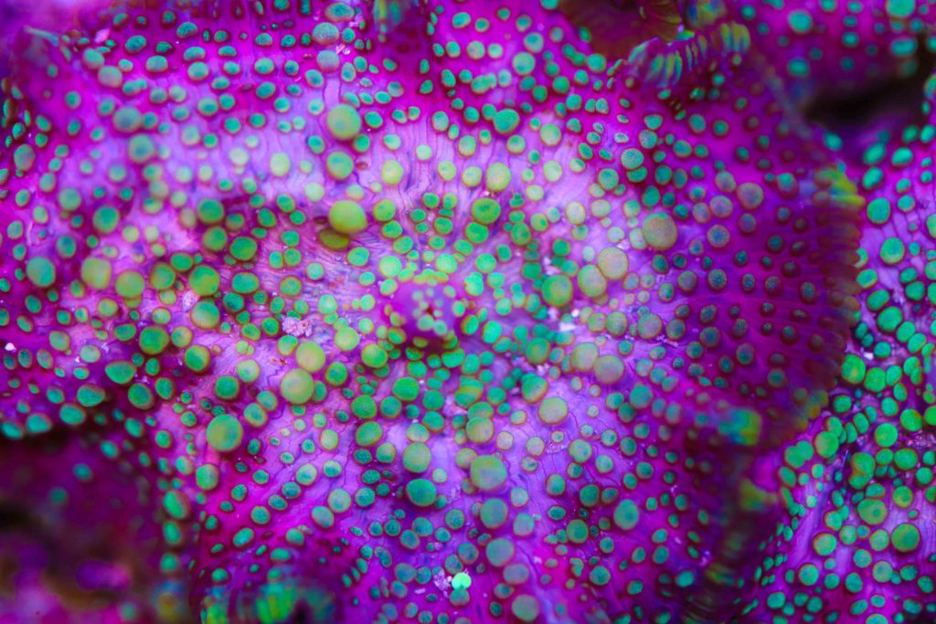 Purple Anthrax Mushroom - Frag Box Corals