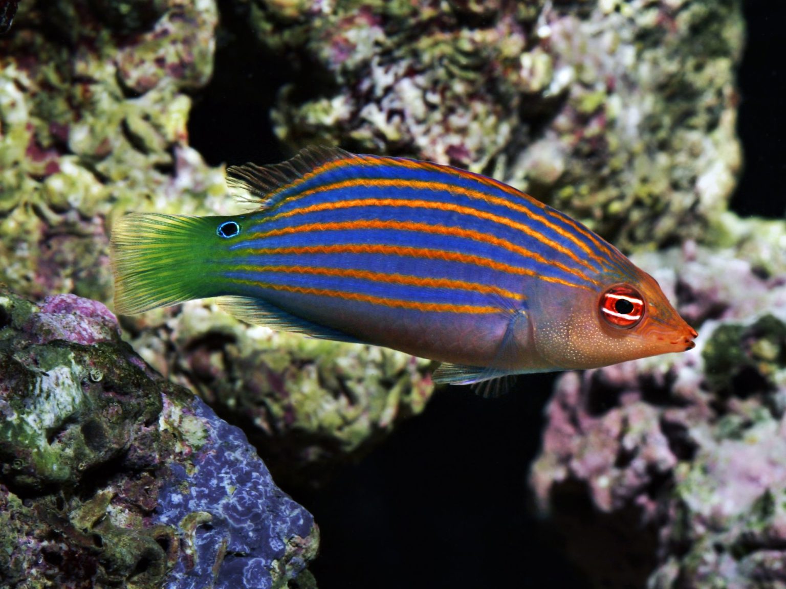 Six Line Wrasse *Pick up only* - Frag Box Corals