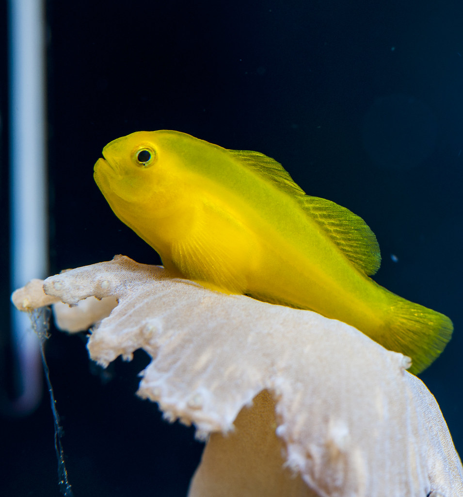 Yellow Clown Goby - Frag Box Corals