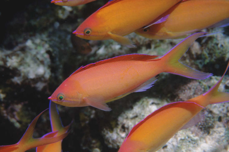Dispar Anthias - Frag Box Corals