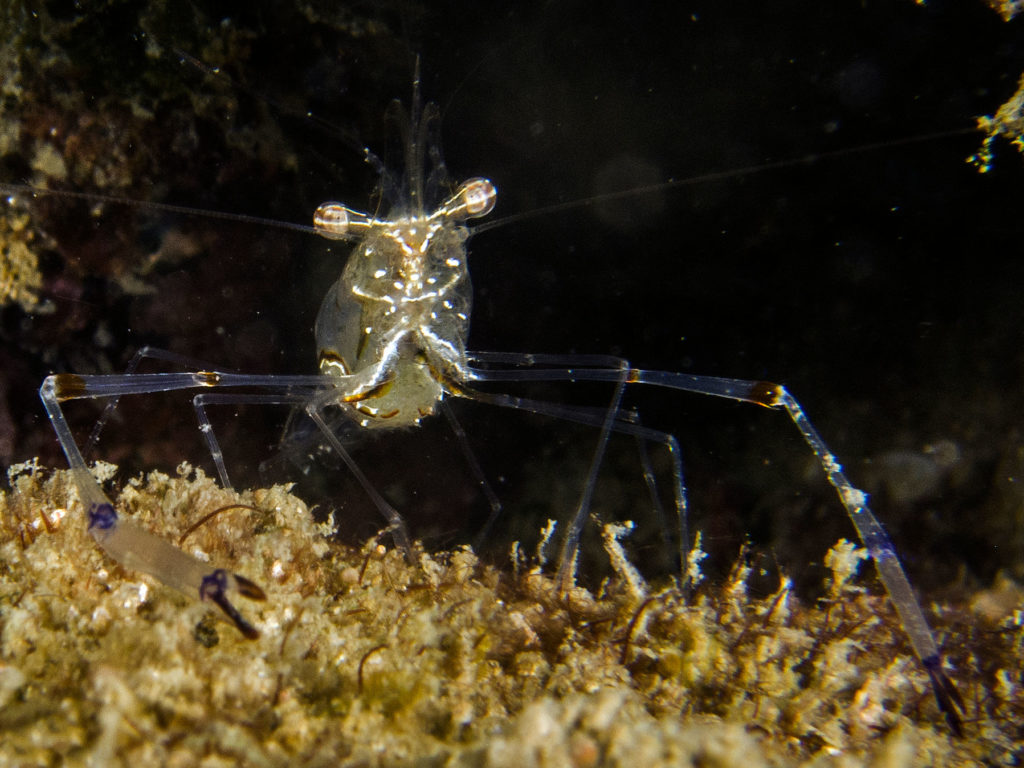 Red Clawed Ghost Shrimp - Frag Box Corals