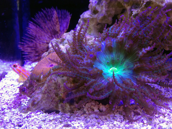 Borneman Anemone - Frag Box Corals