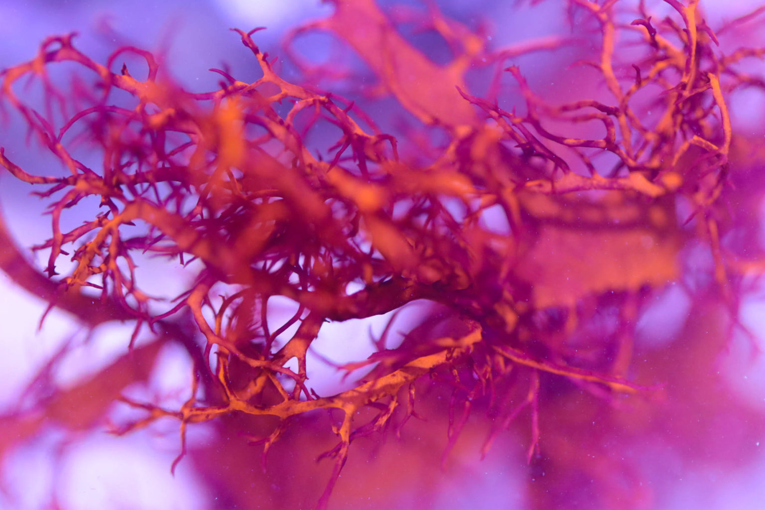 Dragon's Breath Macro Algae (Video Inside) - Frag Box Corals