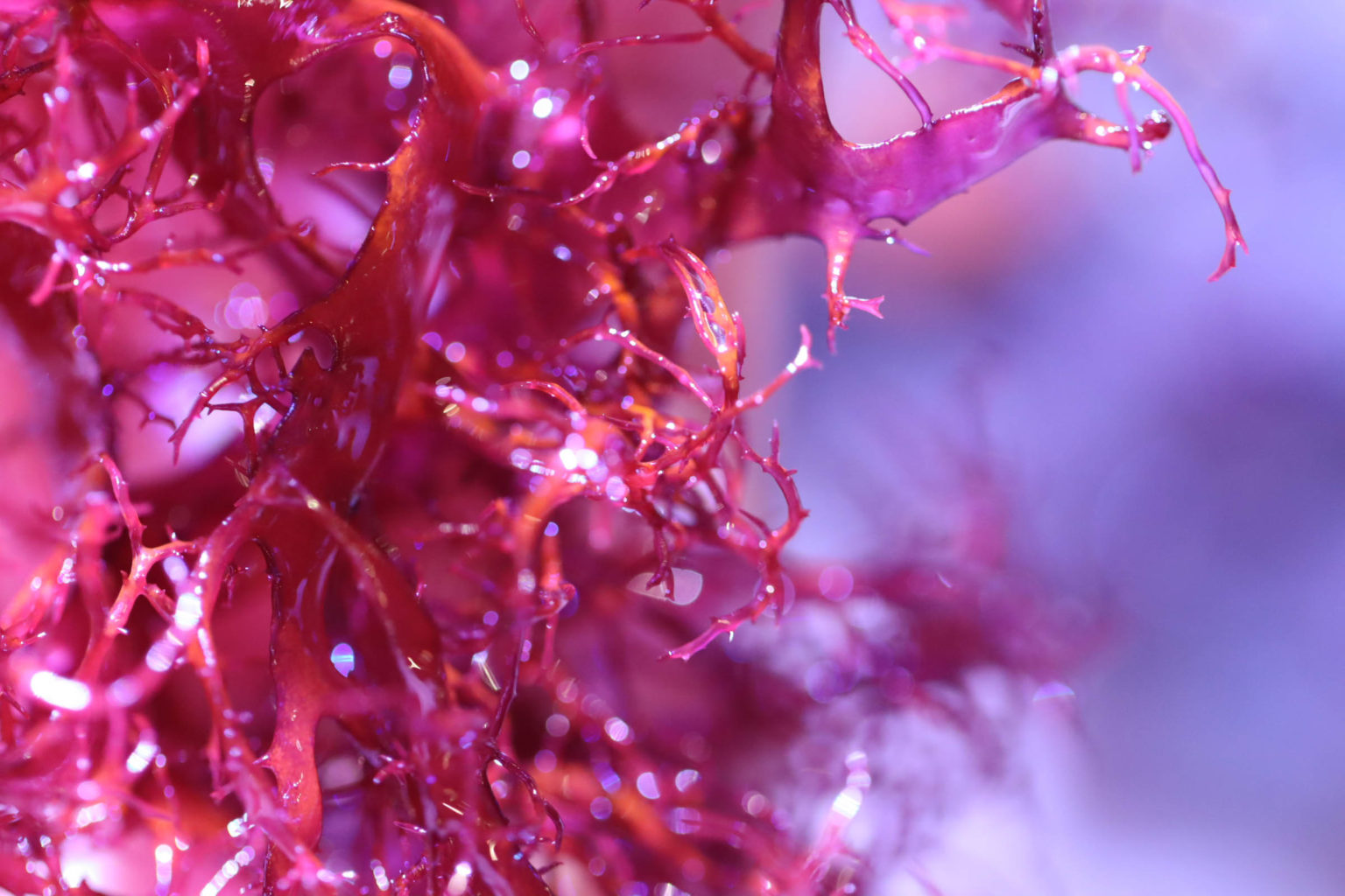 Dragon's Breath Macro Algae (Gracilaria Hayi) - Frag Box Corals