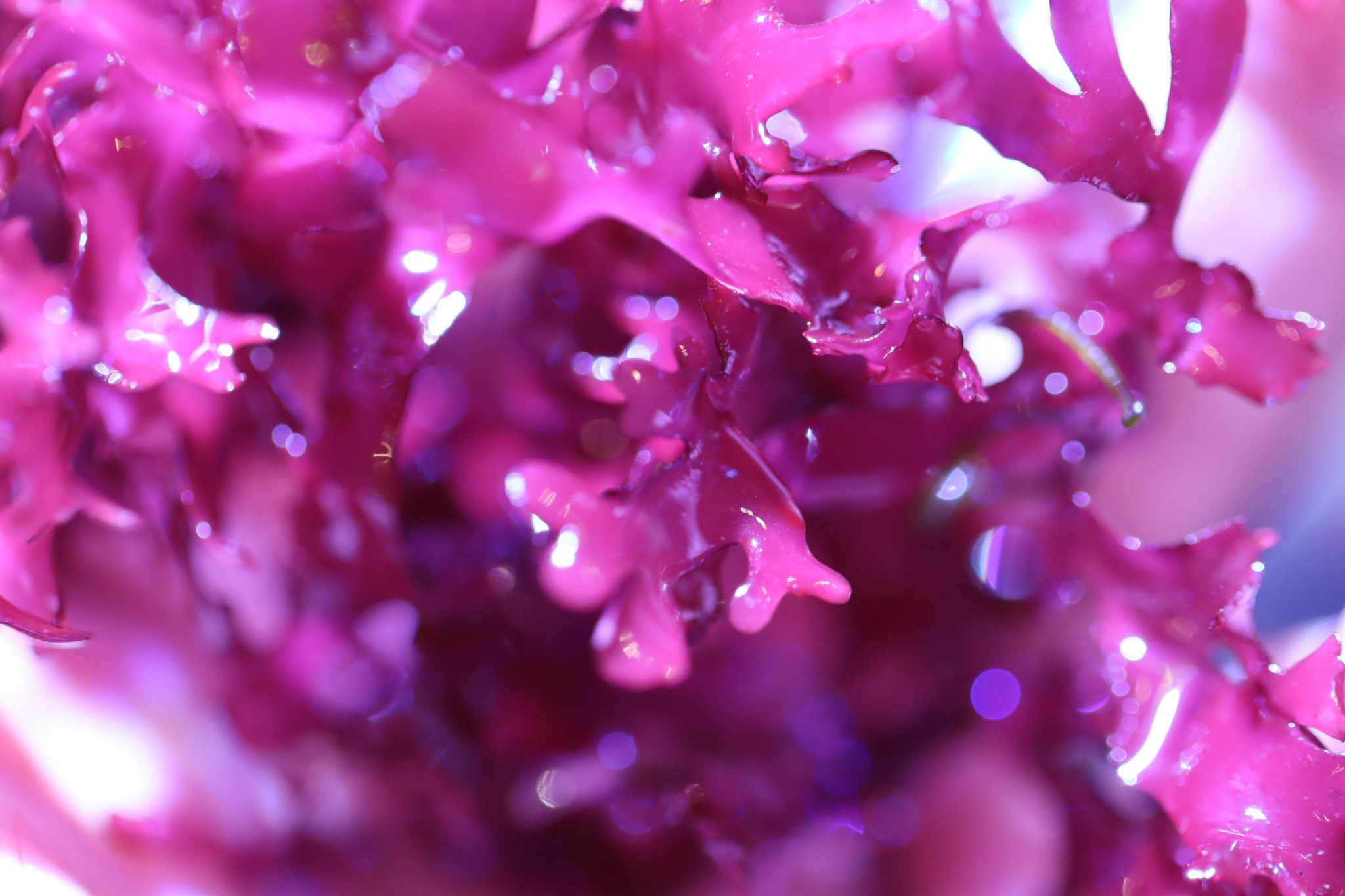 Dragon's Tongue Macro Algae - Frag Box Corals