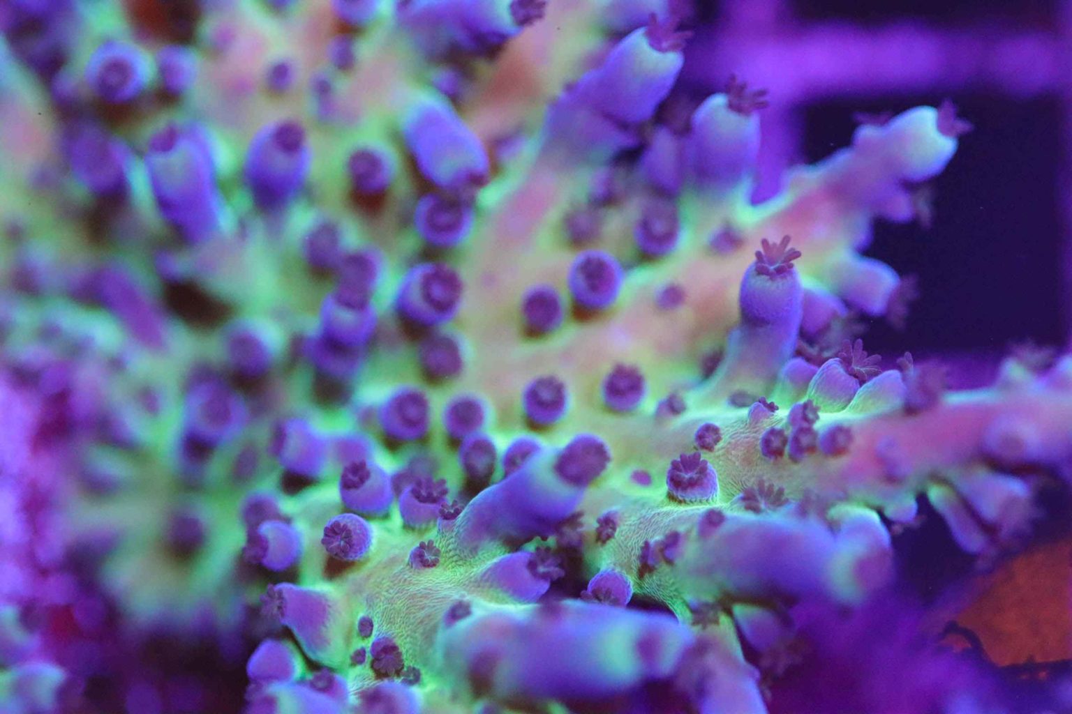 Miyagi Tortusa Frag *EASY To keep sps species* (A16) - Frag Box Corals