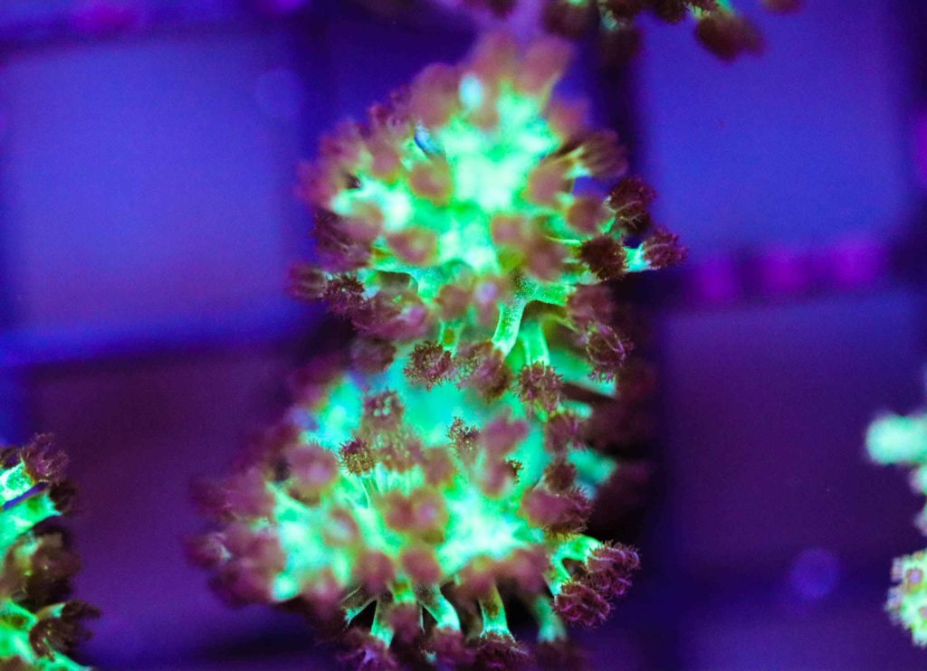 Dr Fuzzy Nepthea Leather (Row #56B) - Frag Box Corals