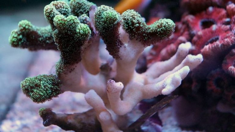 What Does Dead Coral Look Like - Frag Box Corals