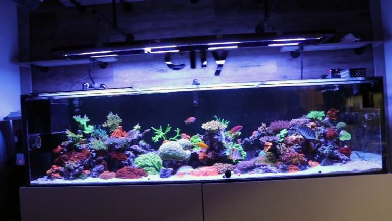 360 Gallon Reef Tank - Frag Box Corals