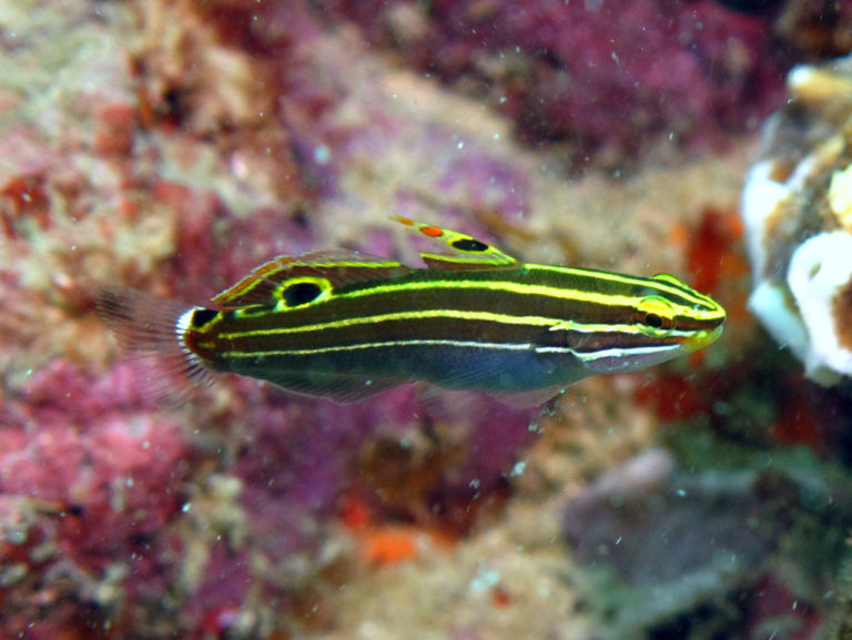 Hectors Goby *Pick up only* - Frag Box Corals