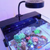 Fragbox: Canada's Best Coral Frags and Saltwater Fish Store.
