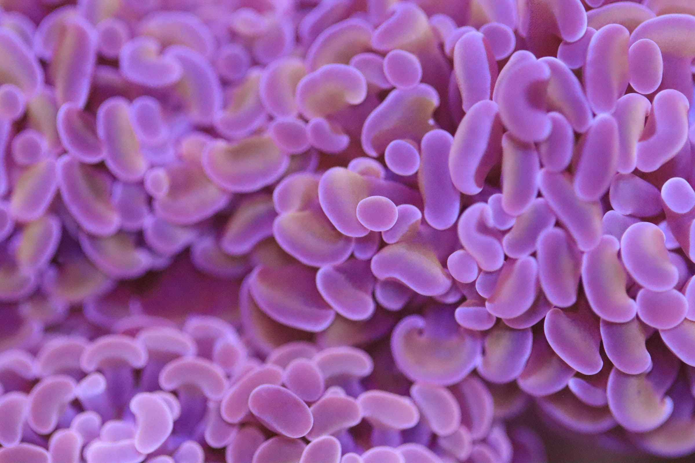 Branching Rose Gold Hammer Frag - Frag Box Corals