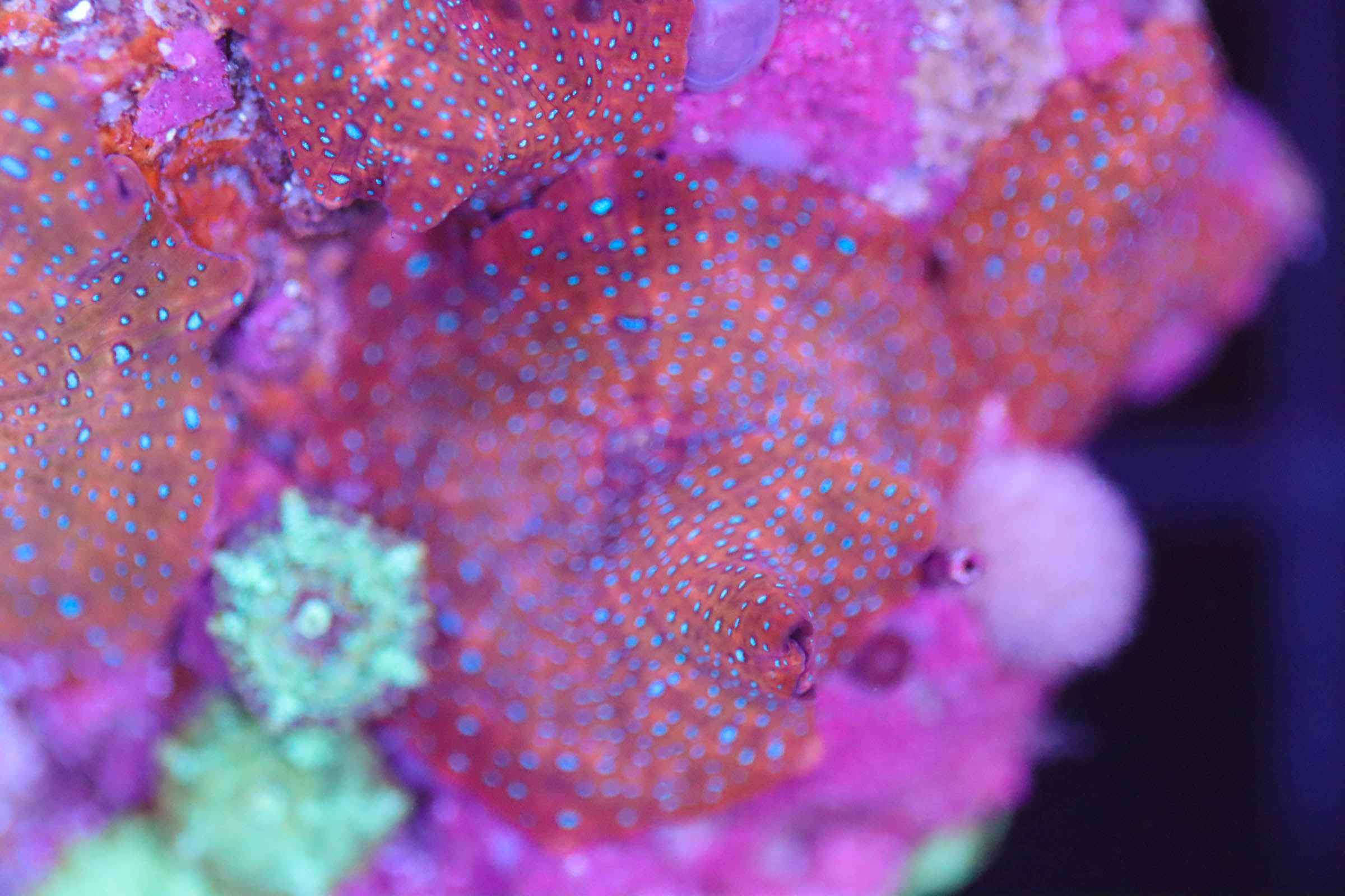 Superman Mushroom Frag - Frag Box Corals