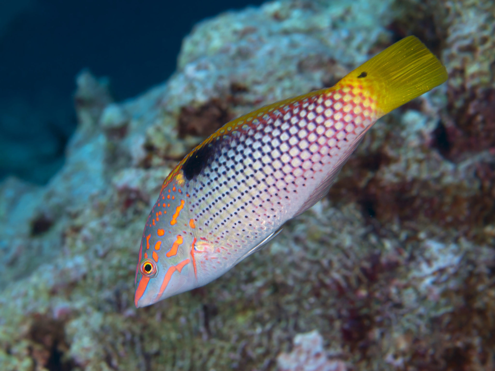Checkerboard Wrasse - Frag Box Corals