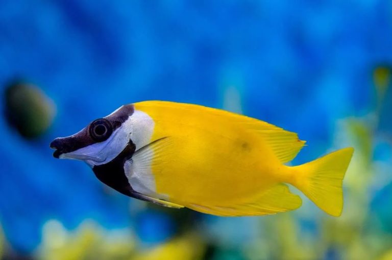 Juvenile Foxface Rabbitfish - Frag Box Corals
