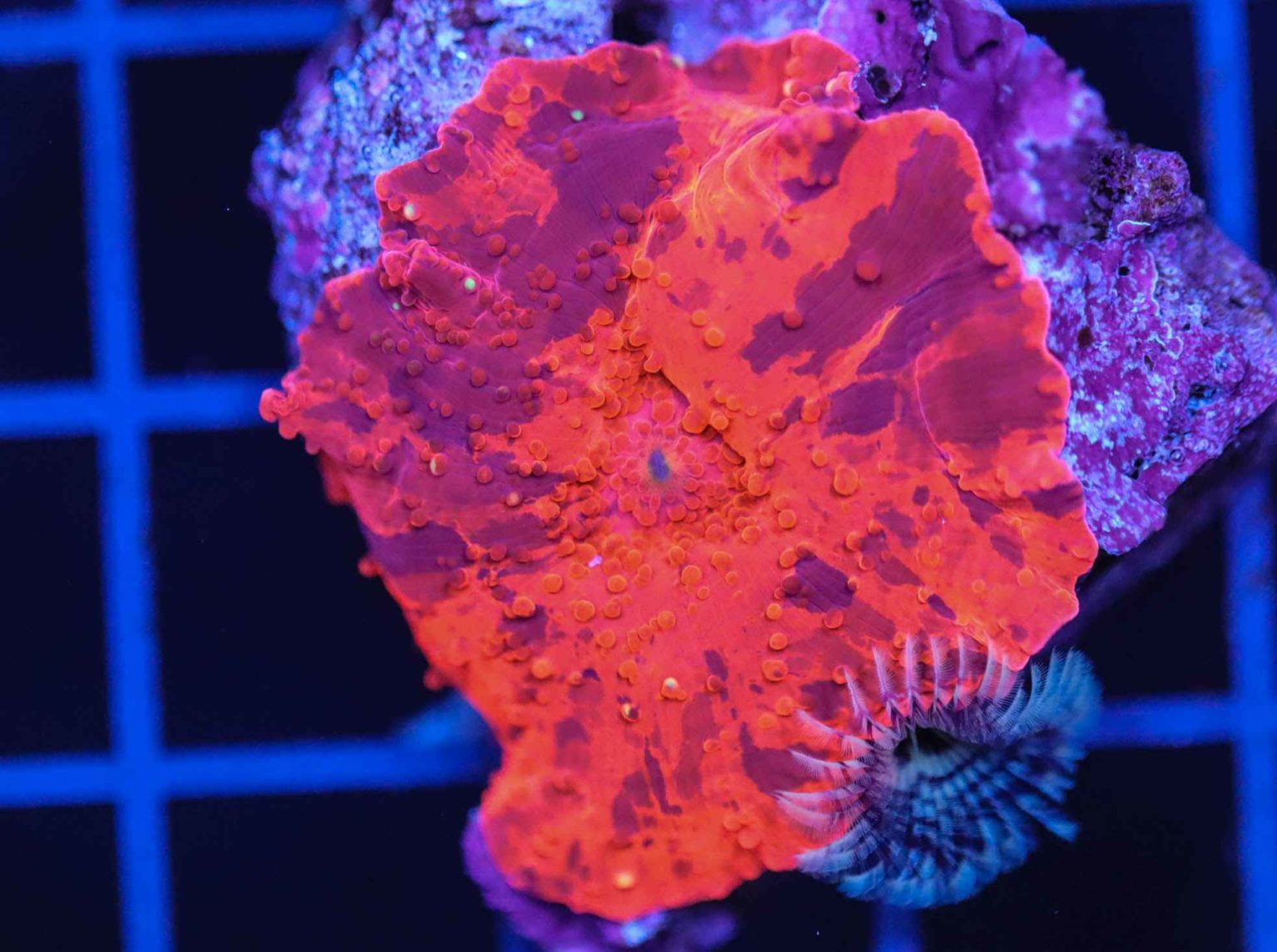 Red Jawbreaker Mushroom - Frag Box Corals