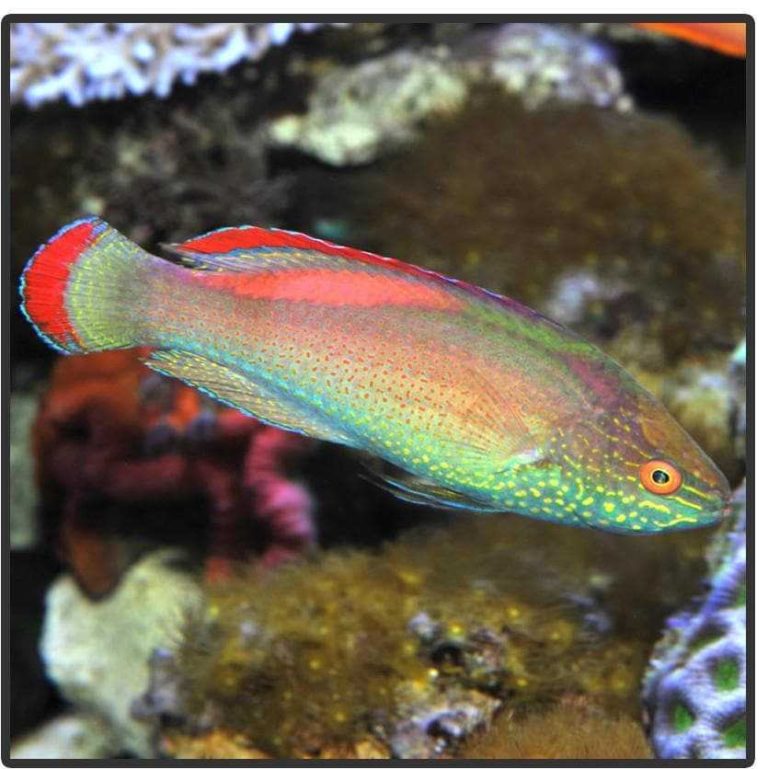 Wysiwyg Pink Margin Fairy Wrasse - Frag Box Corals