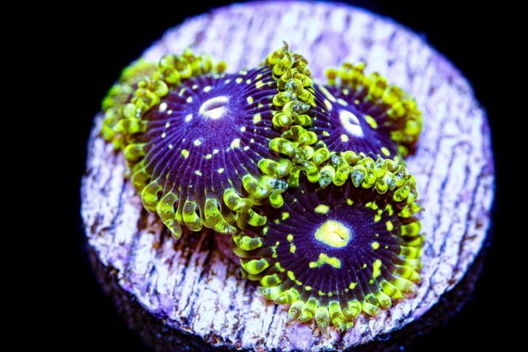 Exosphere Zoanthid - Frag Box Corals