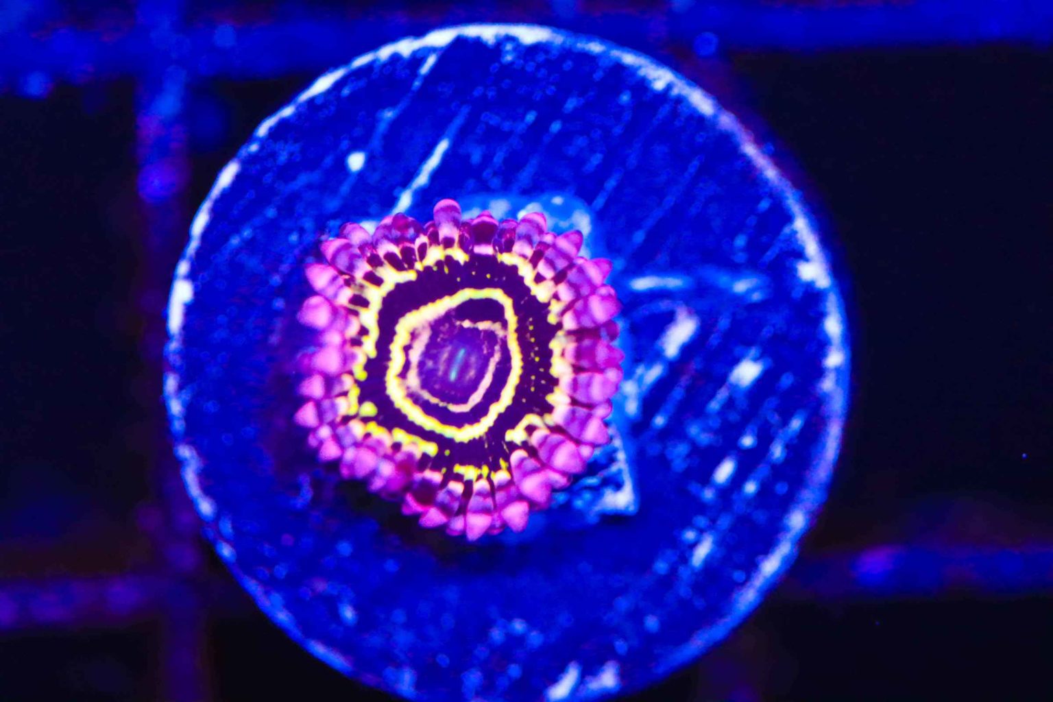 Stratosphere Zoanthid - Frag Box Corals