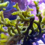 Macro Algae - Reef Tank Macro Algae For Your Refugium.