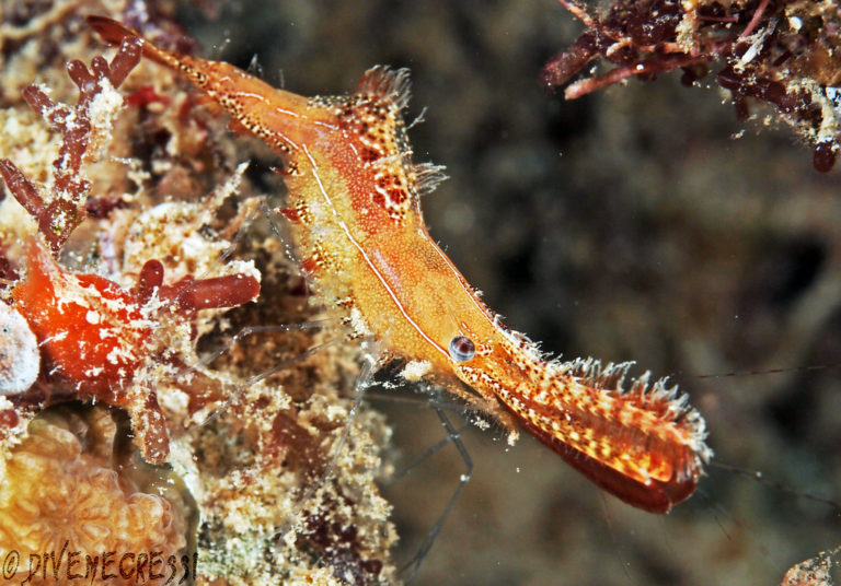 Donald Duck Shrimp (RARE) - Frag Box Corals