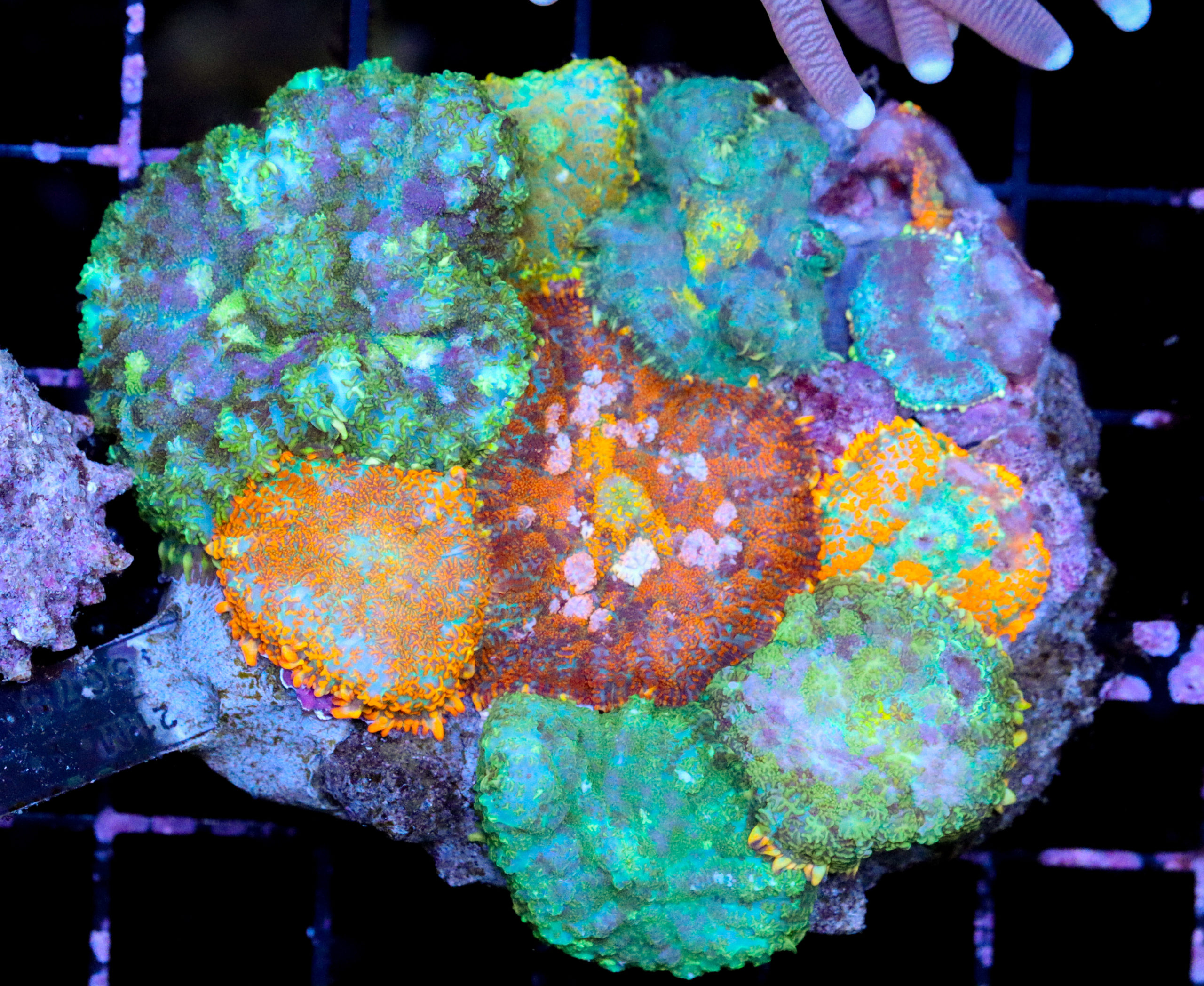 Wysiwyg Multi Mushroom Rock (C68) - Frag Box Corals