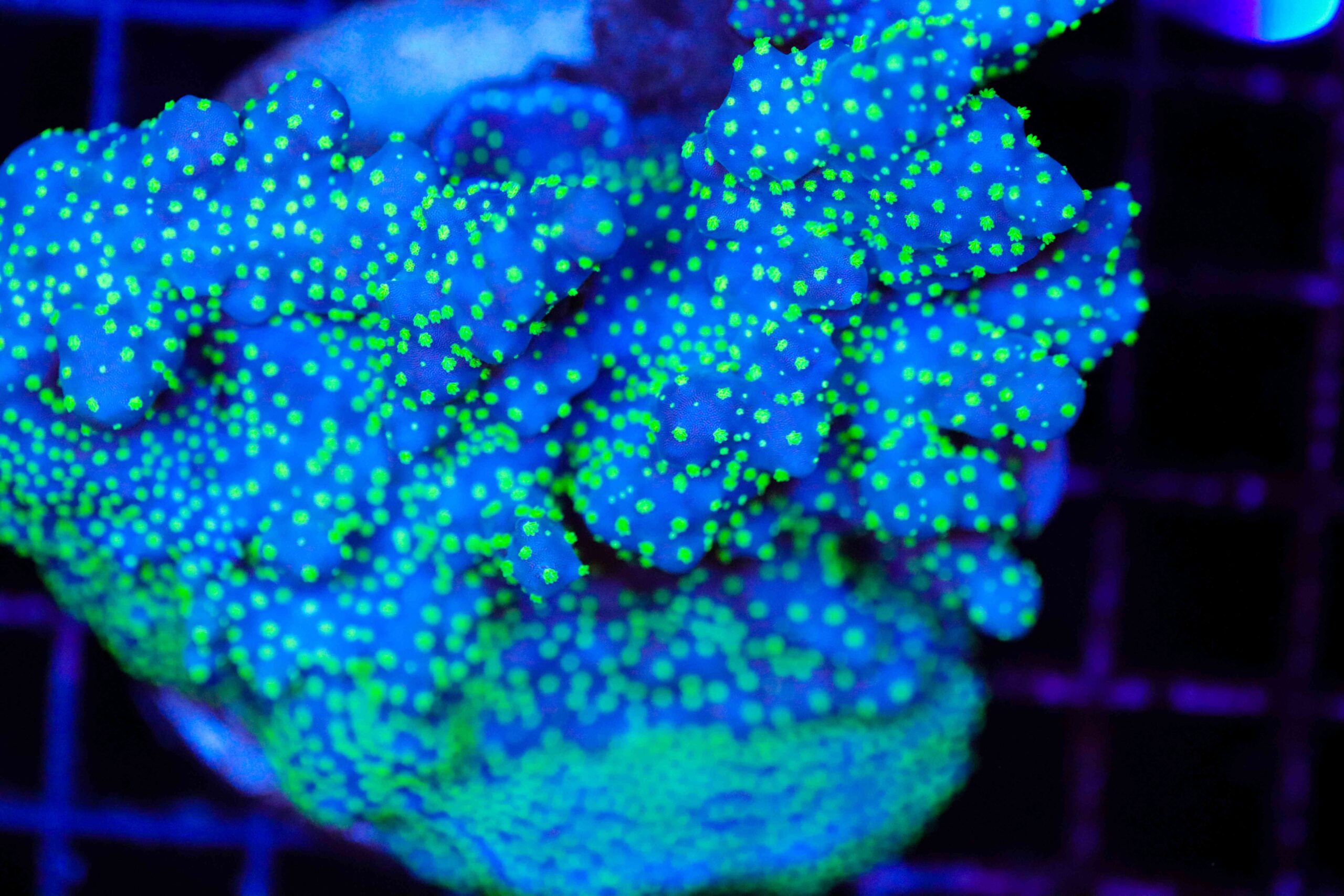 Wysiwyg Acropora Bonsai Encrusting Huge Stump(C65) FREE SHIPPING *MIN ...