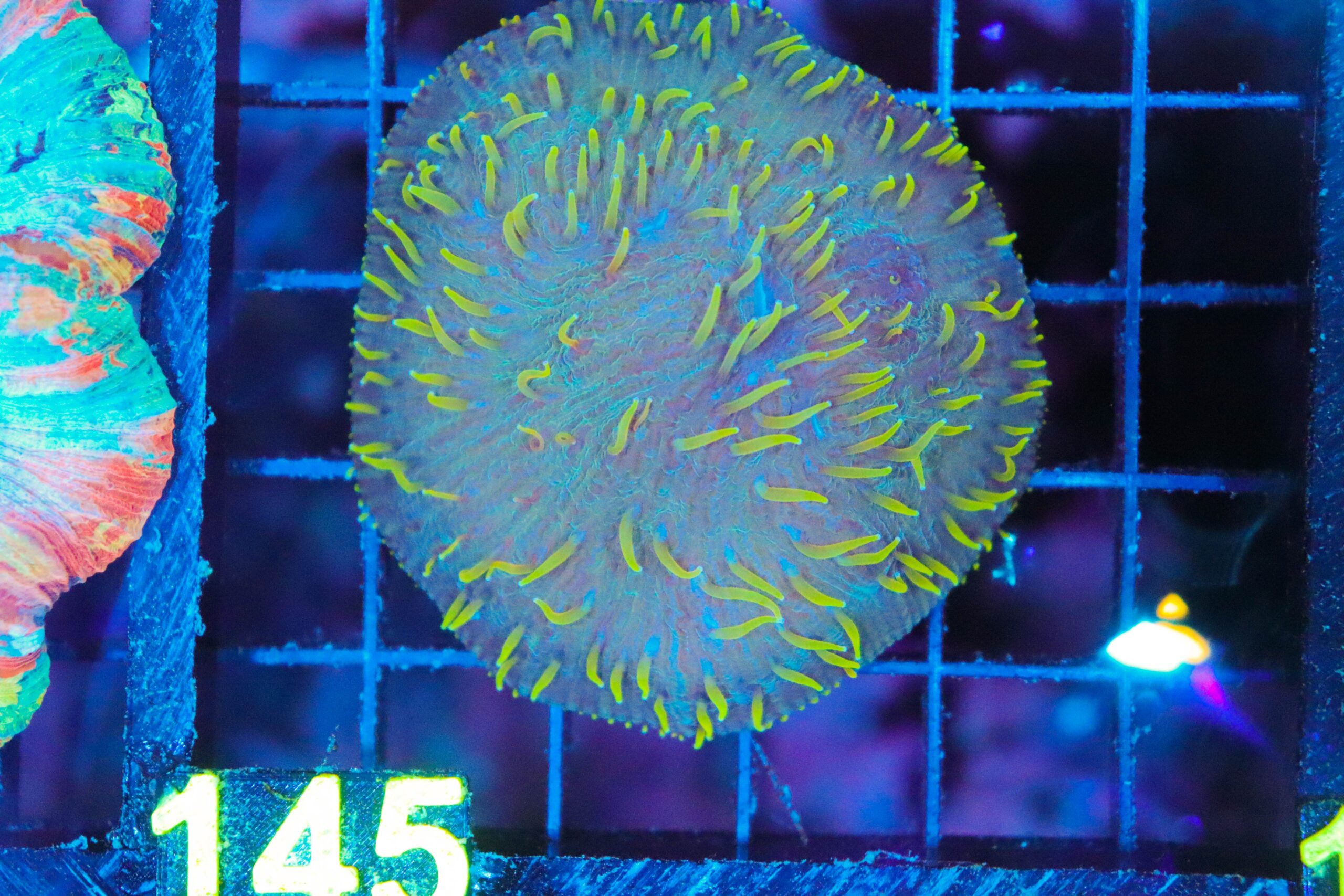 Wysiwyg Plate Coral (C145) - Frag Box Corals