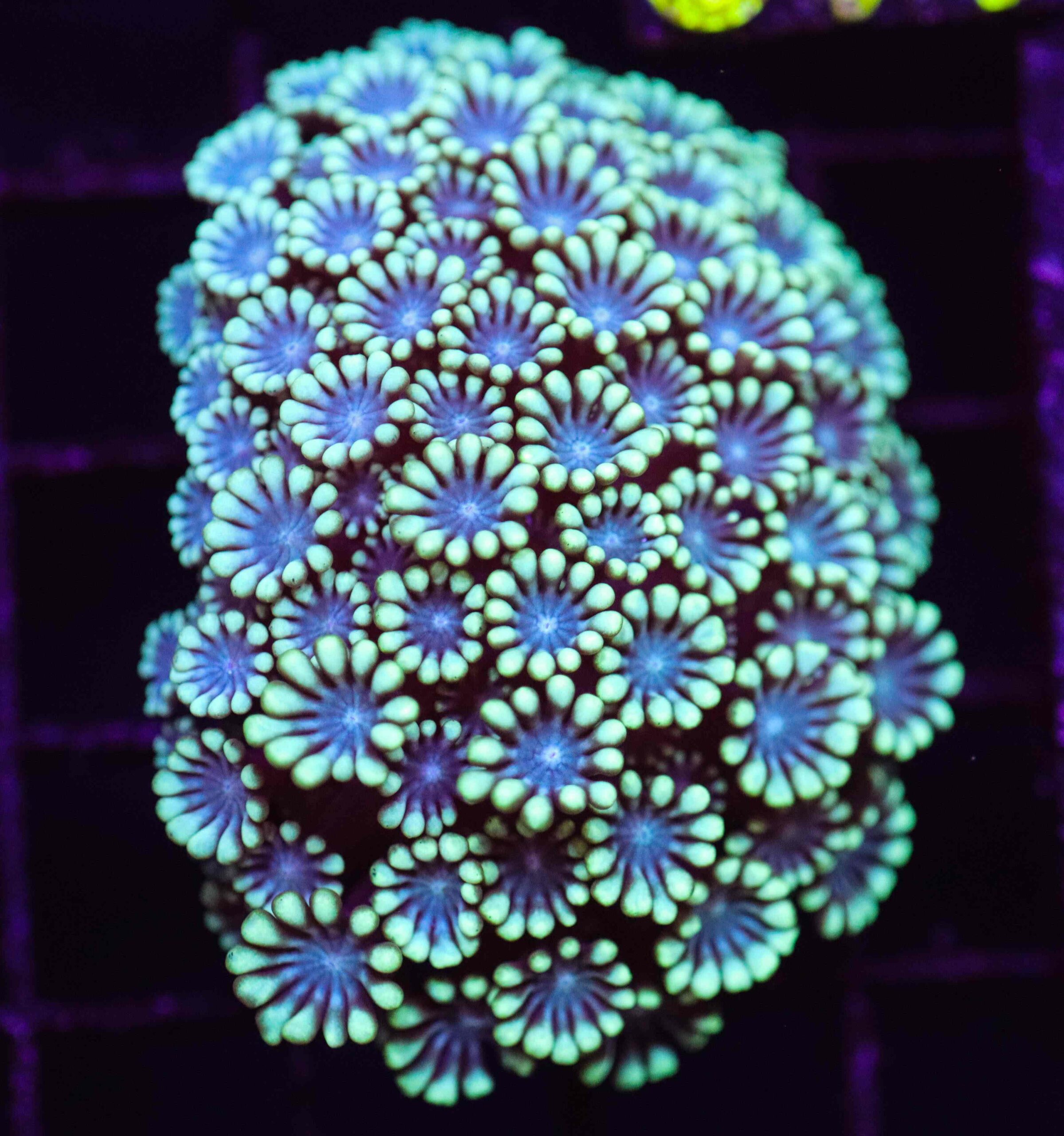 Wysiwyg Alveopora Colony (C119) - Frag Box Corals