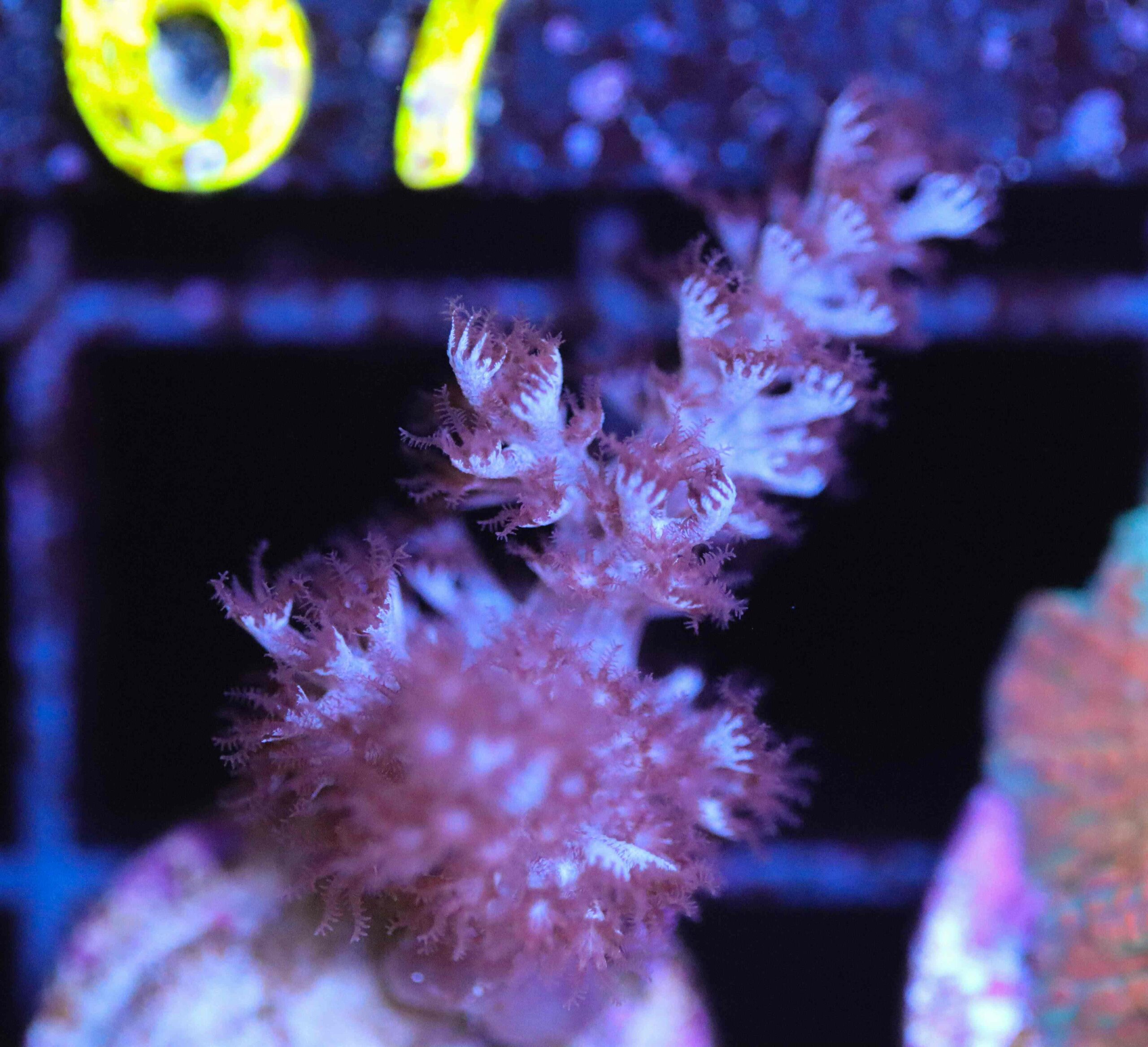 Wysiwyg Kenya Tree Frag [F60] - Frag Box Corals