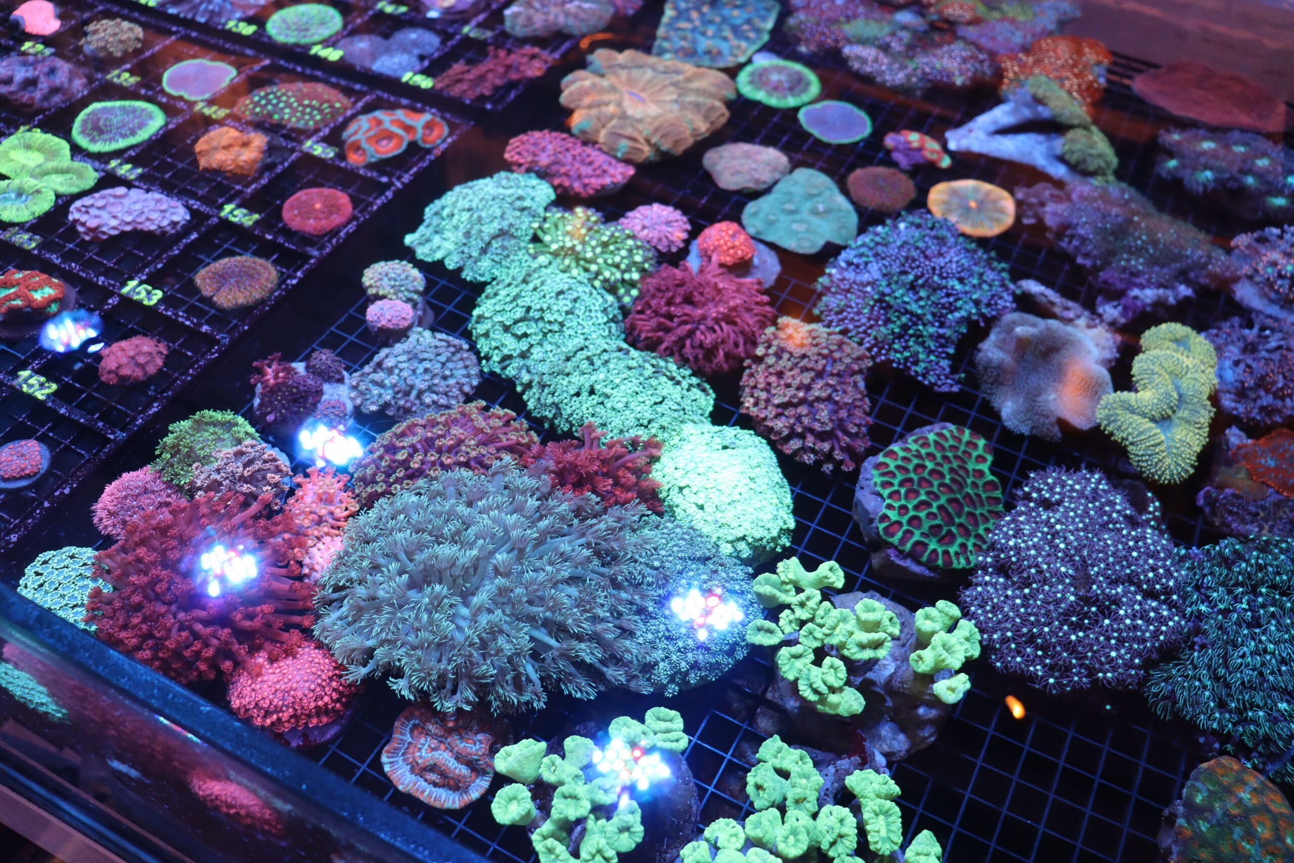 Flowerpot Corals - Frag Box Corals