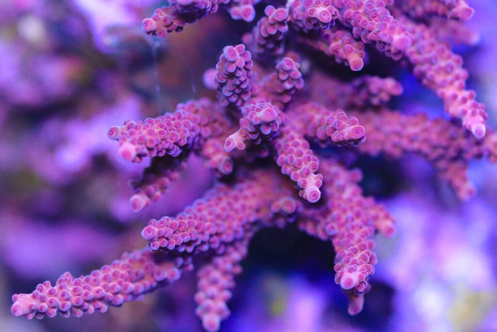 Red Diablo Acropora Frag (Red Staghorn RARE) - Frag Box Corals