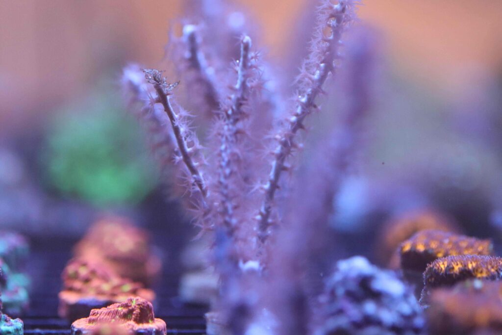 Australian Photosysenthic Gorgonian Frag - Frag Box Corals