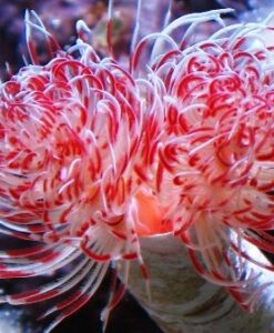 Coral Frags Canada: online coral frags for reef tanks in Canada
