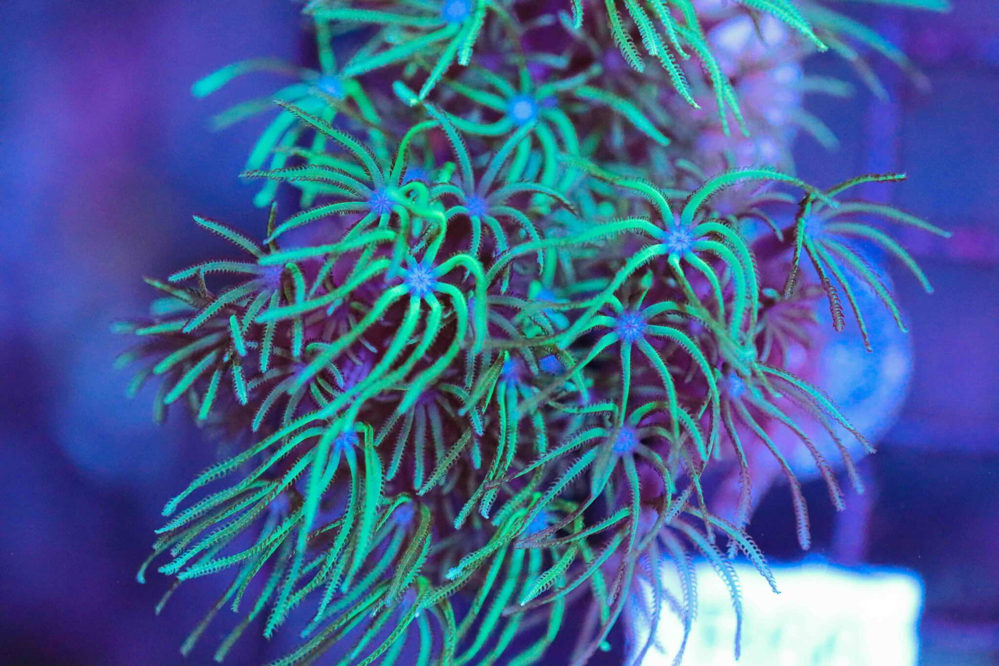 Pipe Organ Coral - Frag Box Corals