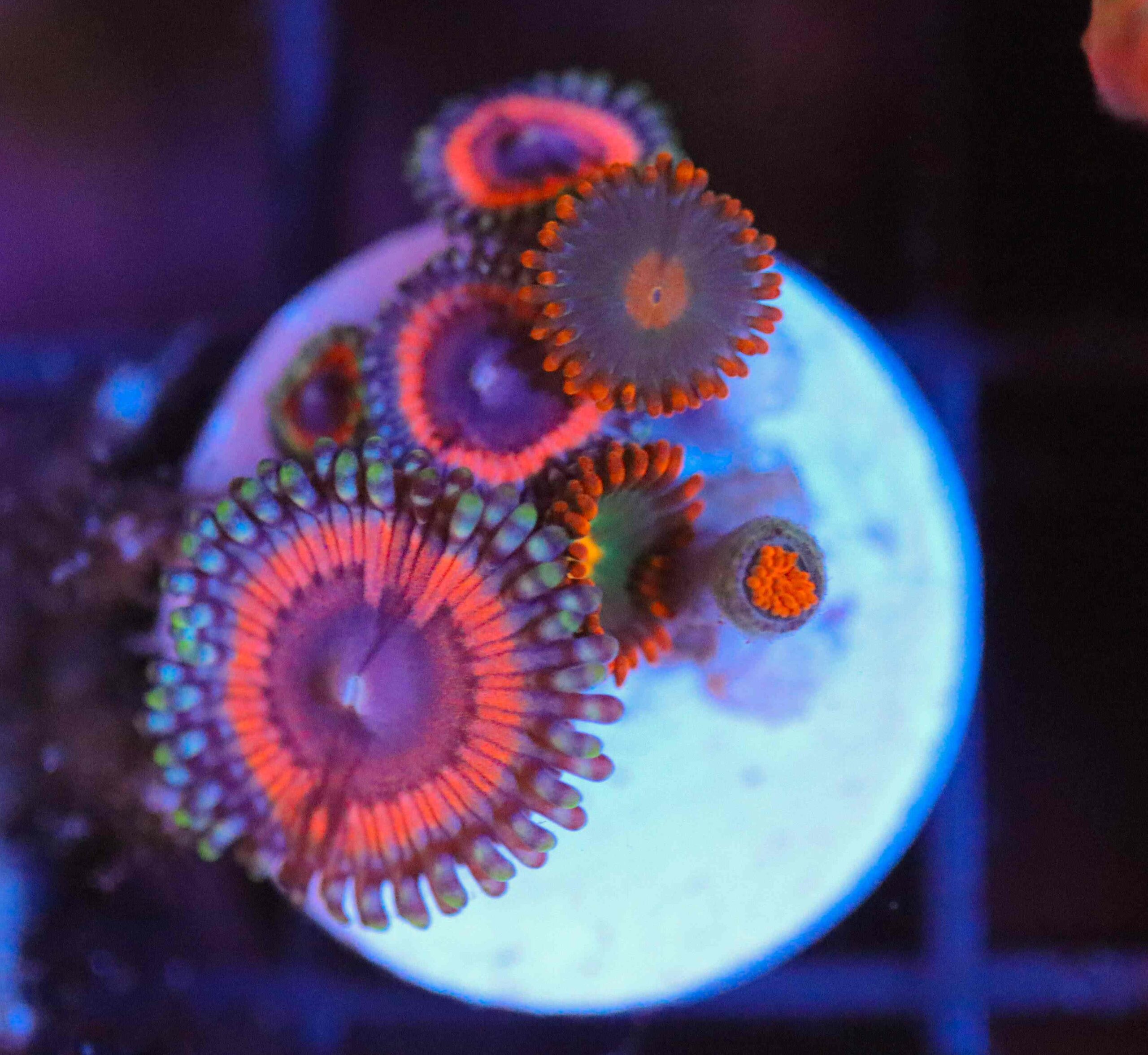 Wysiwyg Pink Zoa x Gatorade [F30] - Frag Box Corals
