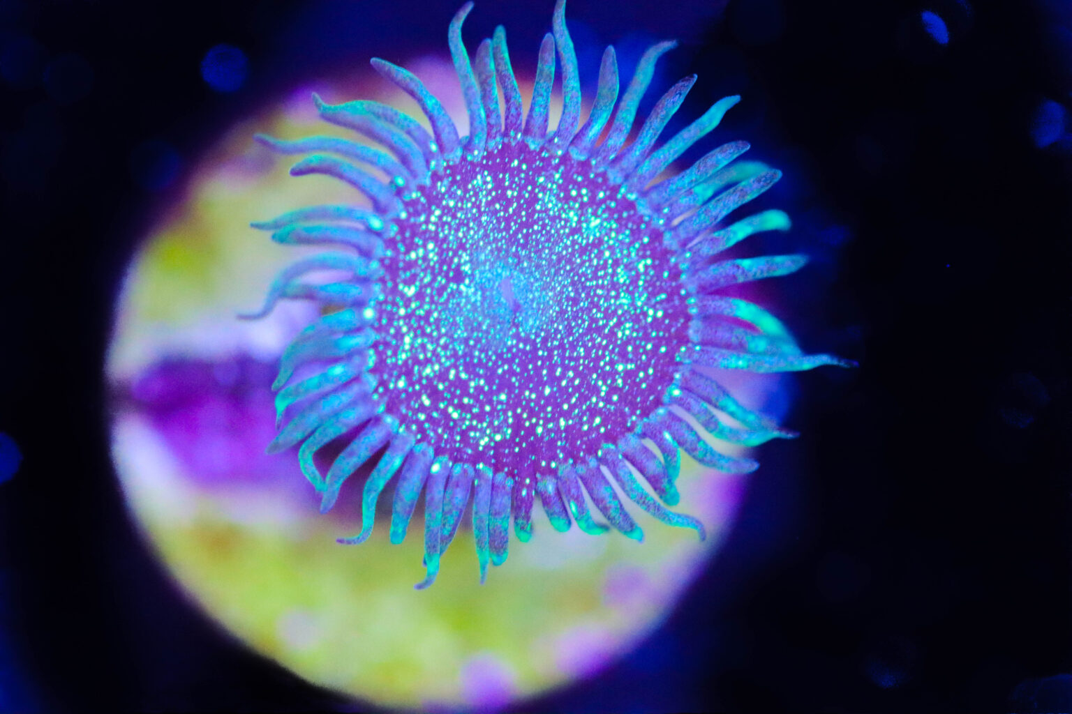 Godzilla Zoanthid - Frag Box Corals