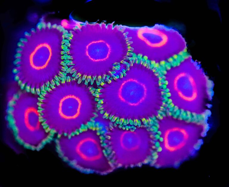 Rainbow Hornet Zoas - Frag Box Corals
