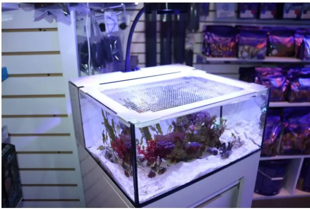 Capture - Frag Box Corals