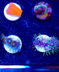 Fragbox: Canada's Best Coral Frags and Saltwater Fish Store.
