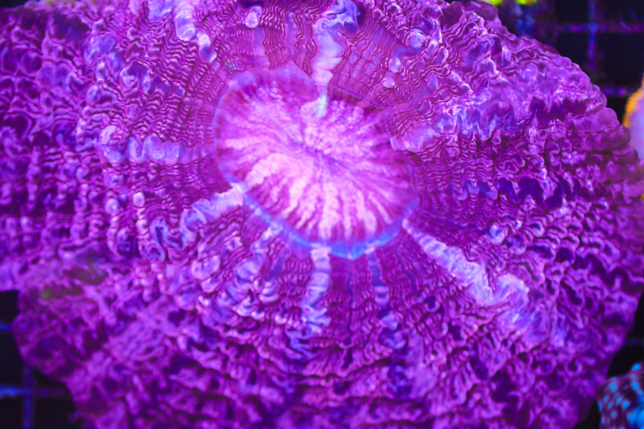 Pink Acanthophyllia - Frag Box Corals