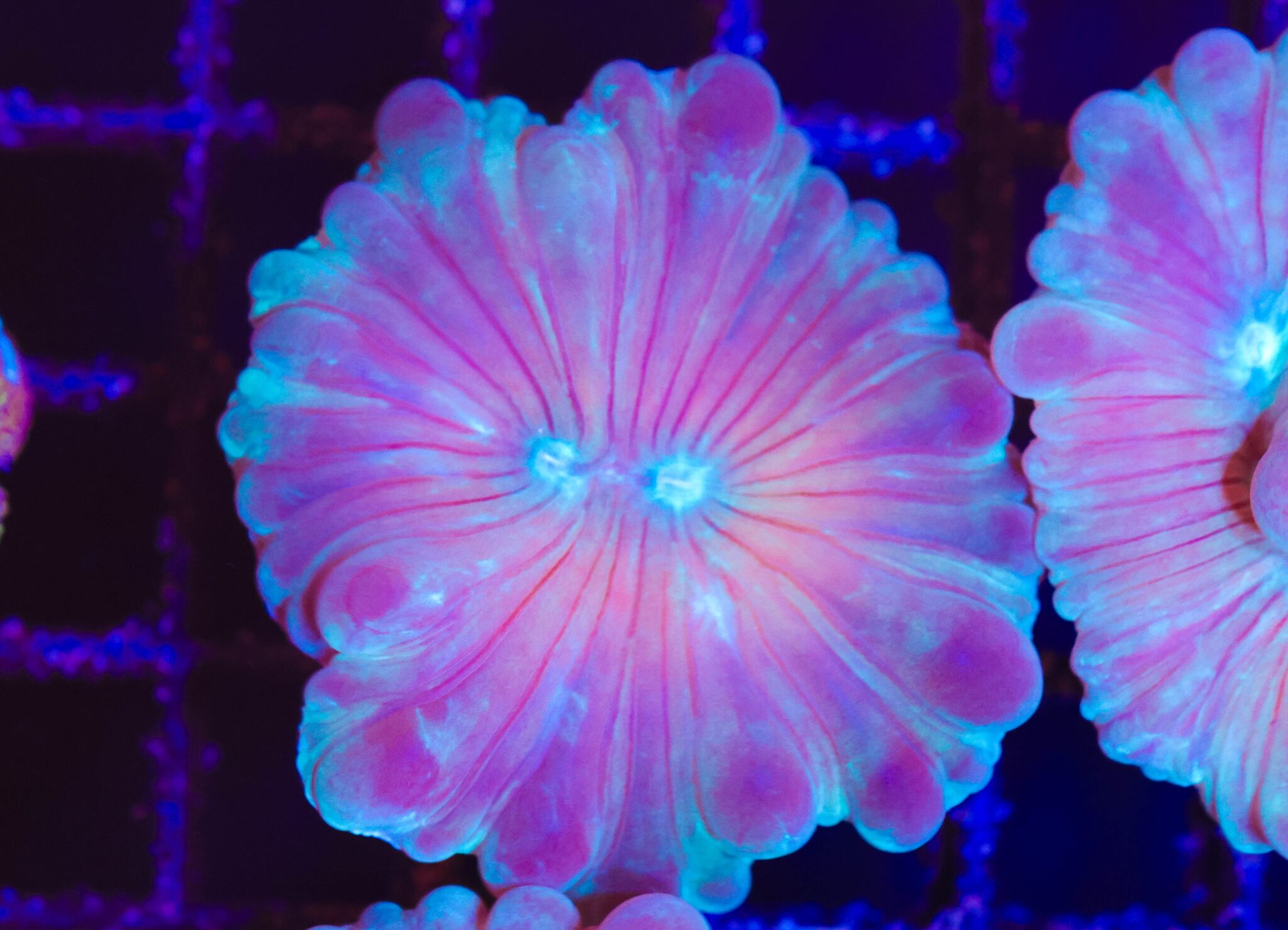 Fox Coral - Frag Box Corals