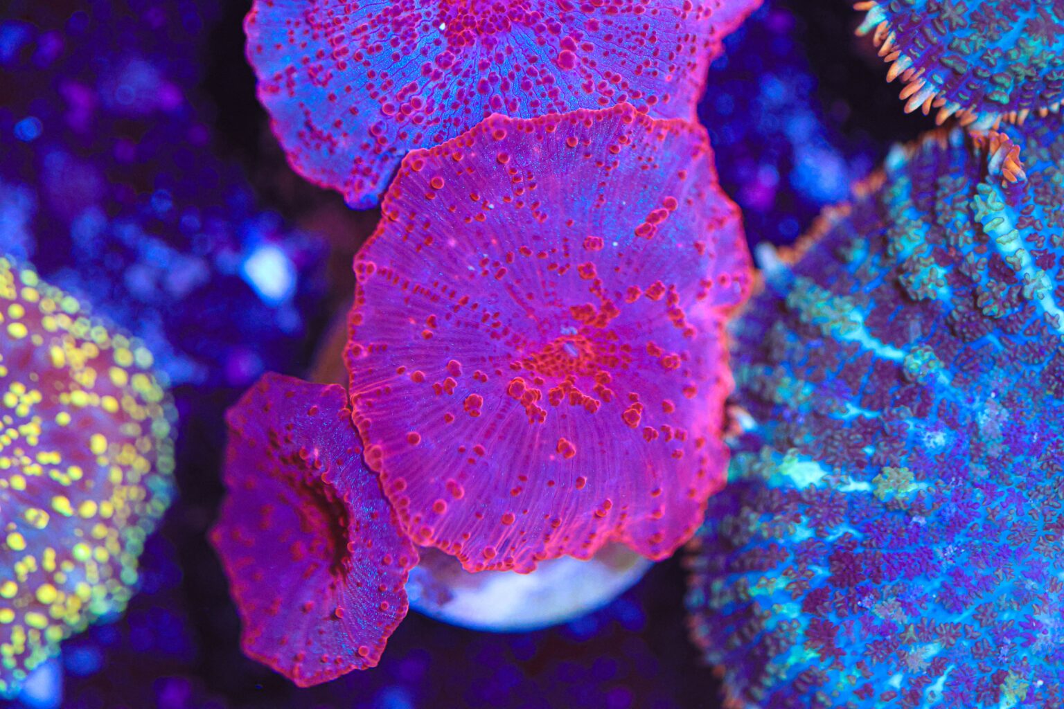Pink Discosoma Mushroom Coral - Frag Box Corals