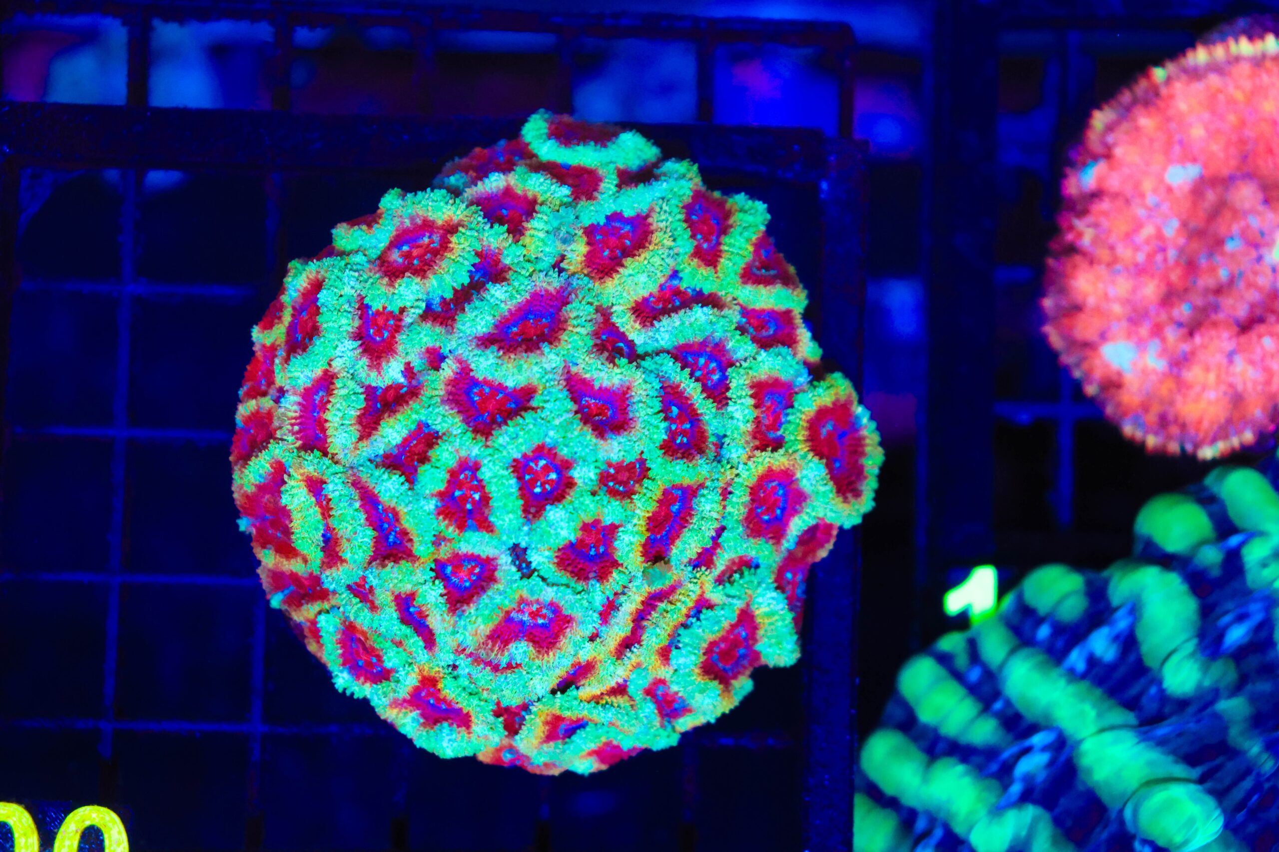 Wysiwyg Micromussa Coral Colony *Captive Grown!* (C100) - Frag Box Corals