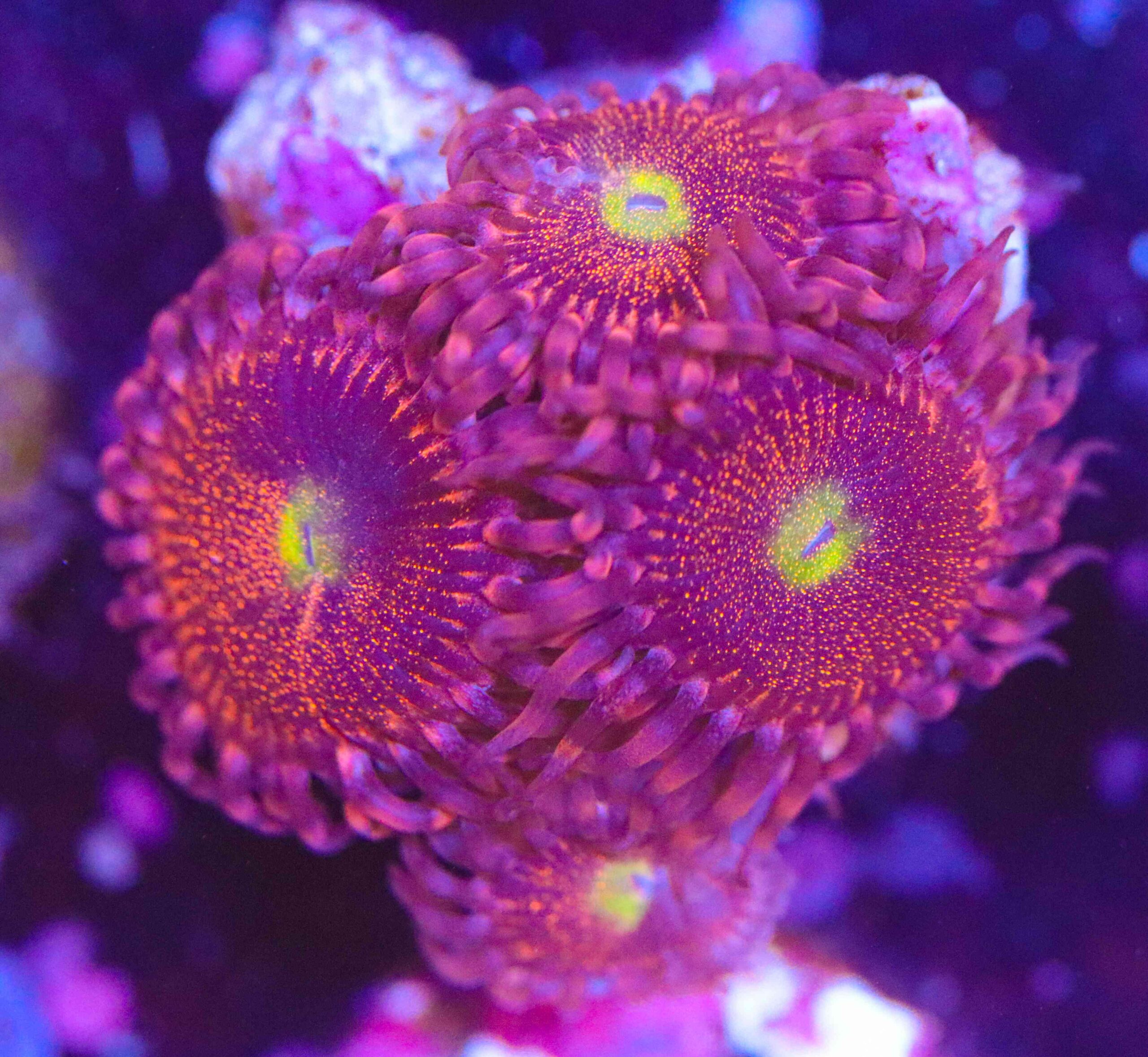 LA Confidential Zoa Frag (Row #15) - Frag Box Corals