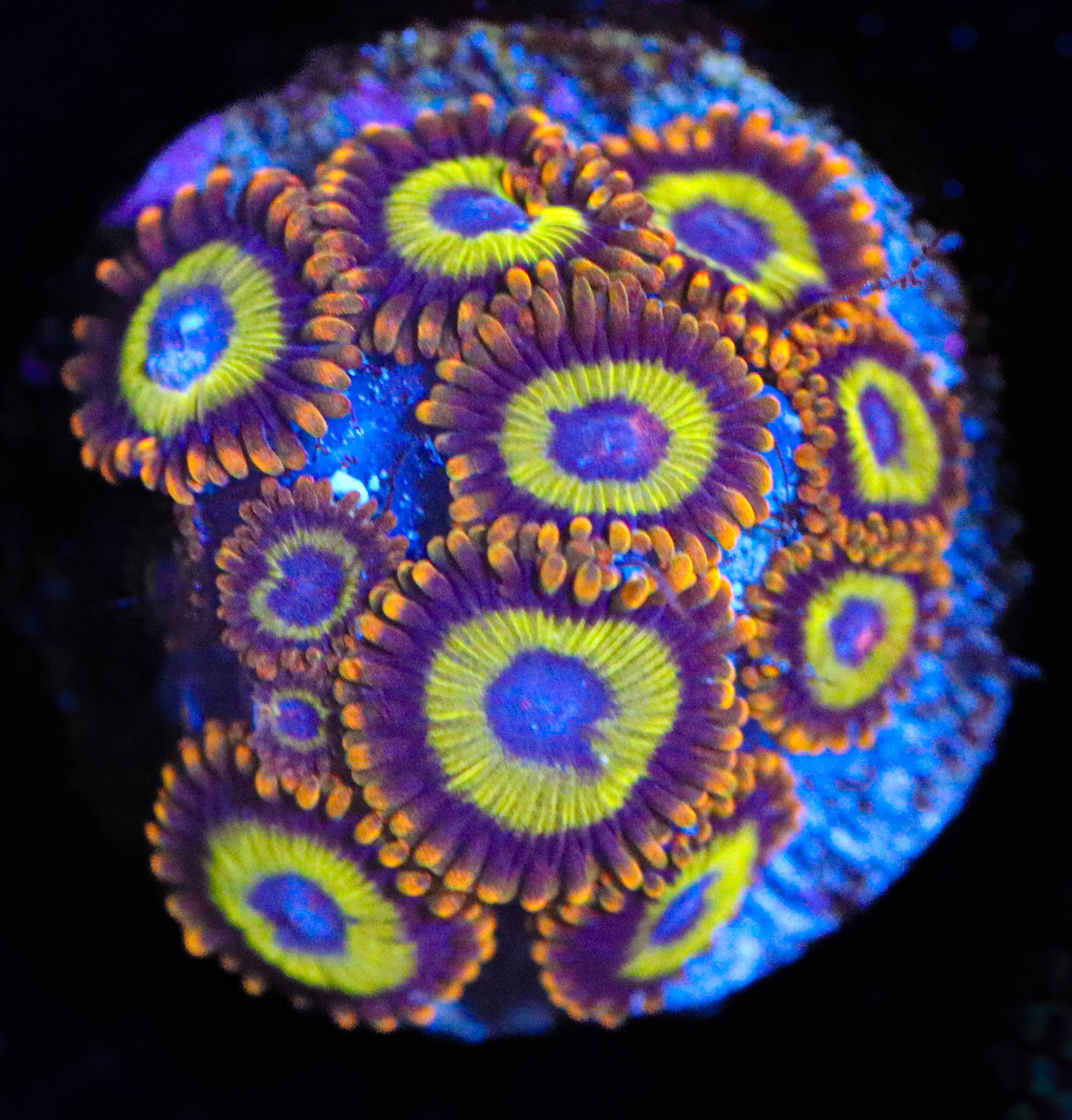 Wysiwyg Fruit Loops Zoanthid Frag [F11] - Frag Box Corals