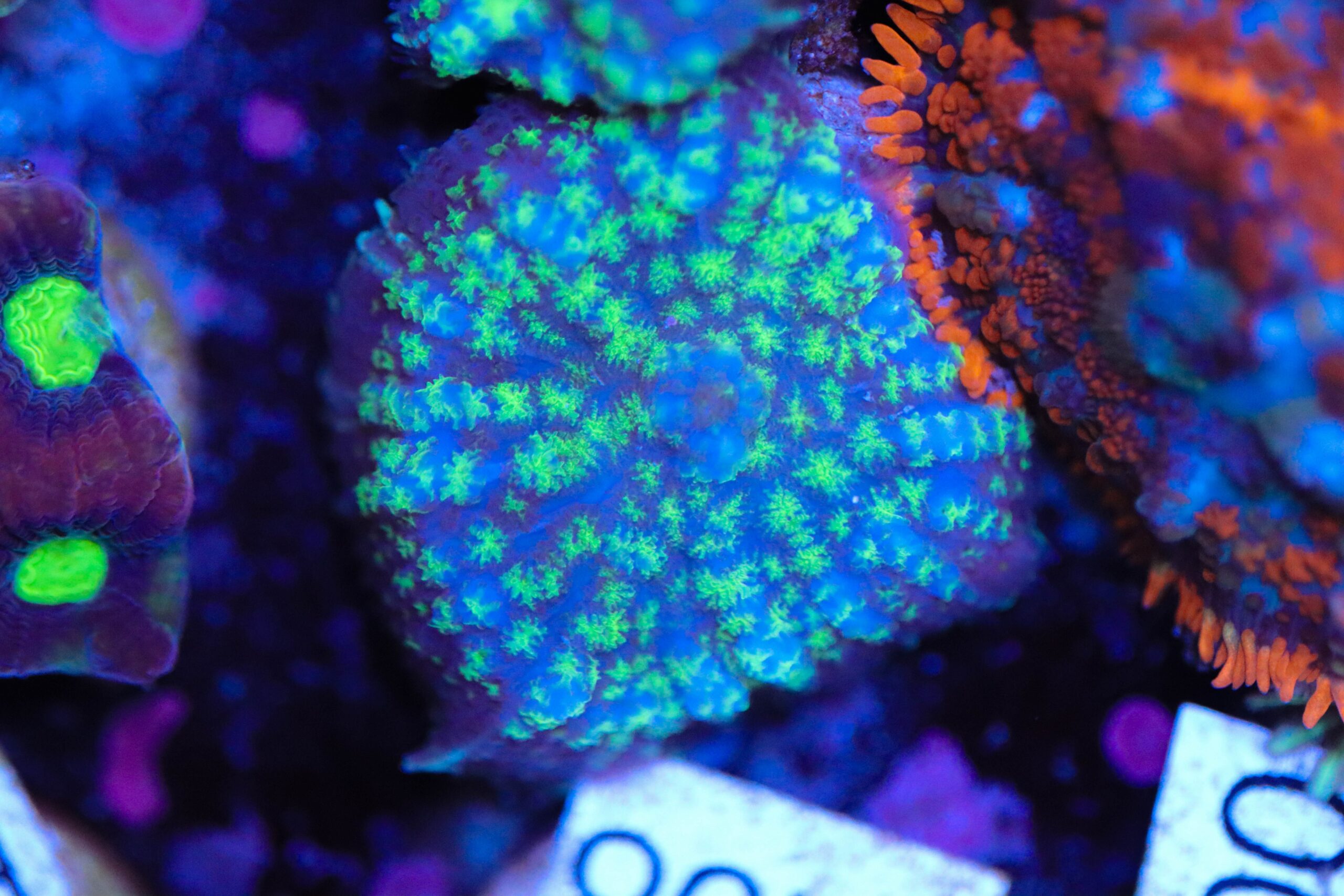 Blue Green Lillypad Mushroom Frag (Row #98) - Frag Box Corals